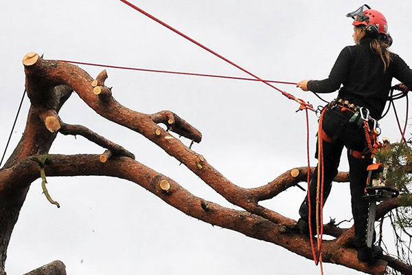 Pre-Apprenticeship - Humber College