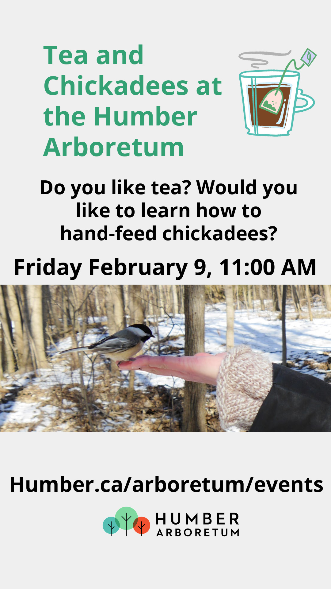 Tea and Chickadees | Humber Today
